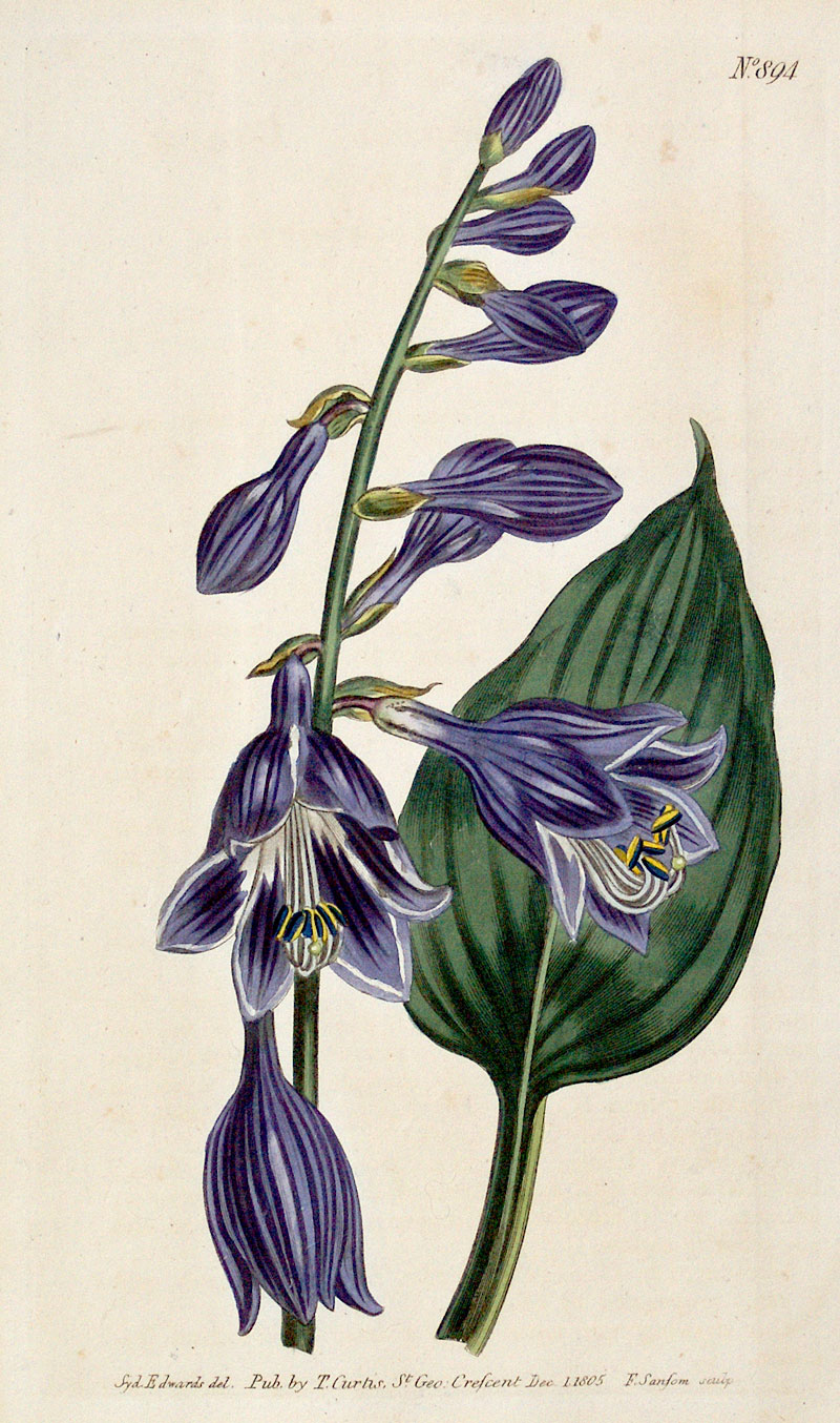 Curtis Botanical Engraving - 1805 - Chinese Day-Lily [B-1151] - $0.00 ...